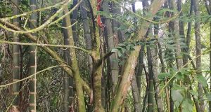 Parque lineal la HELIODORA | Envigado en línea
